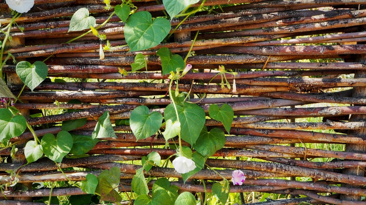 10 Best Garden Screening ideas for privacy - Natural Living Blog ...