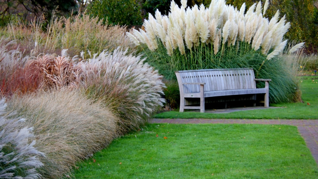 10 Best Garden Screening ideas for privacy - Natural Living Blog ...