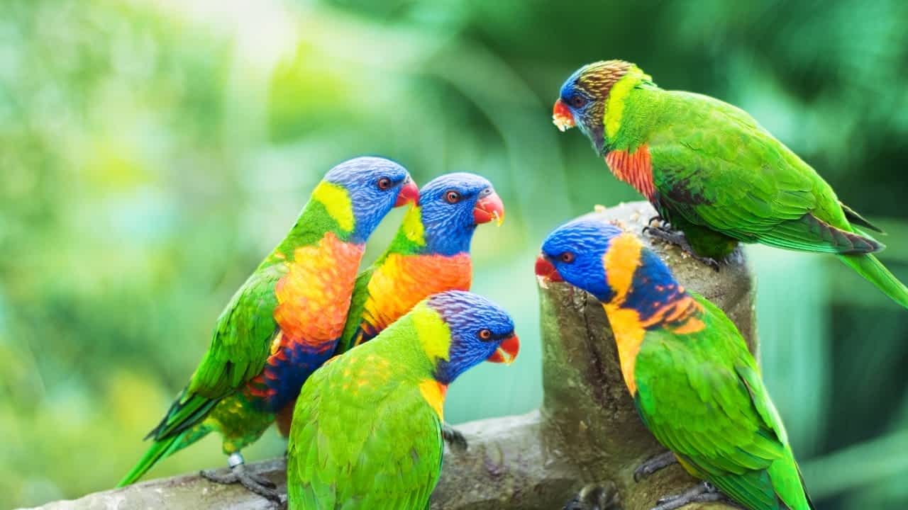 Wake to Nature with a Bird Song alarm clock - Natural Living Blog ...